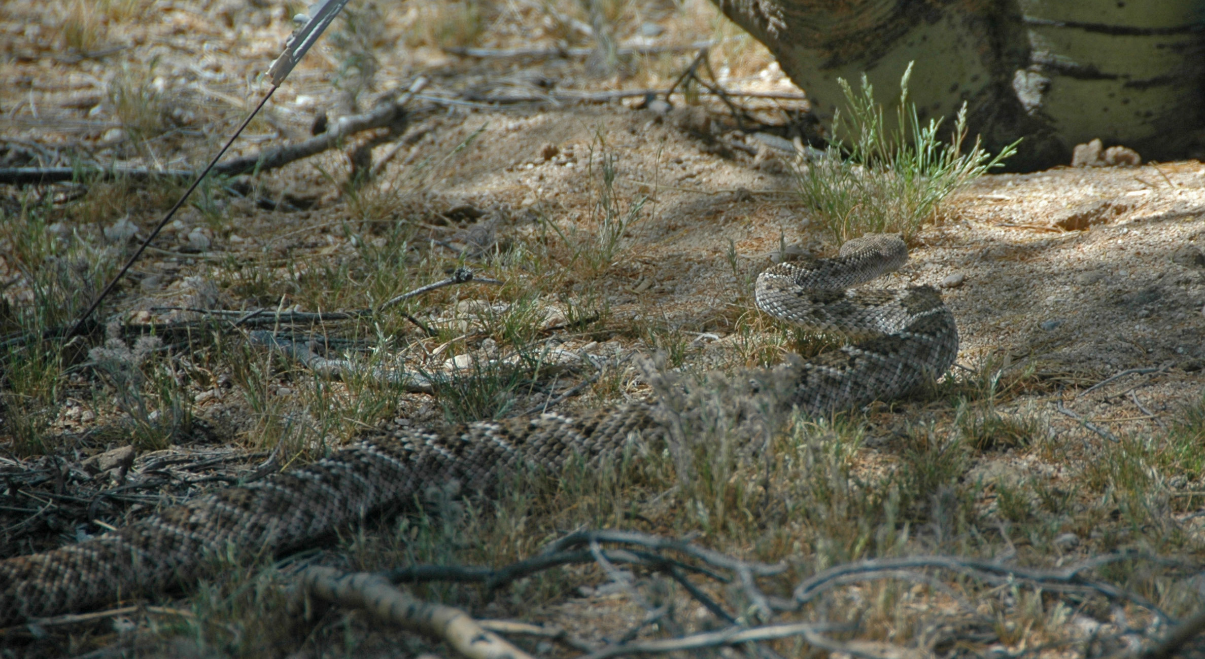 Venom without malice: On first meeting a rattlesnake | The fragile and ...
